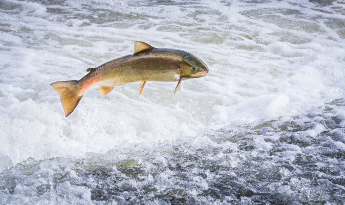 Poissons gras ou poissons maigres : quelles sont les différences ? - La ...